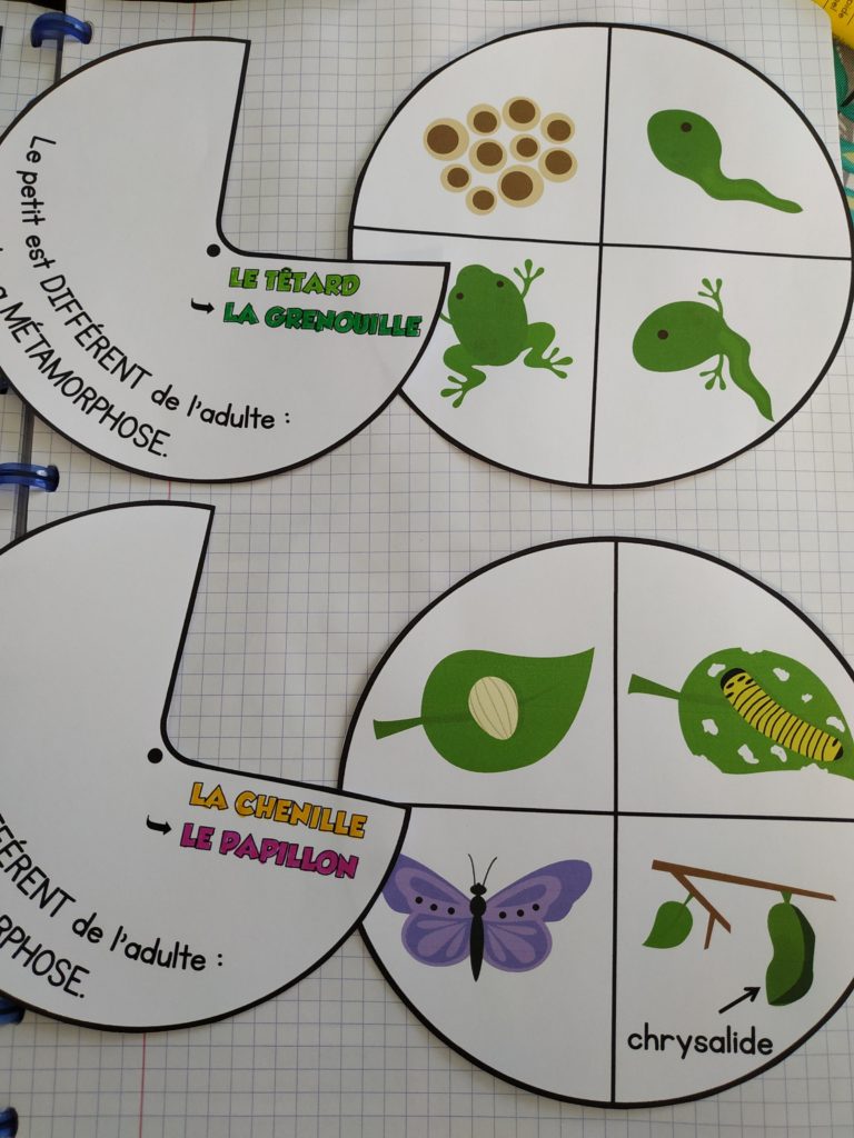 CP • QLM Sciences • Leçons à manipuler "Les animaux"