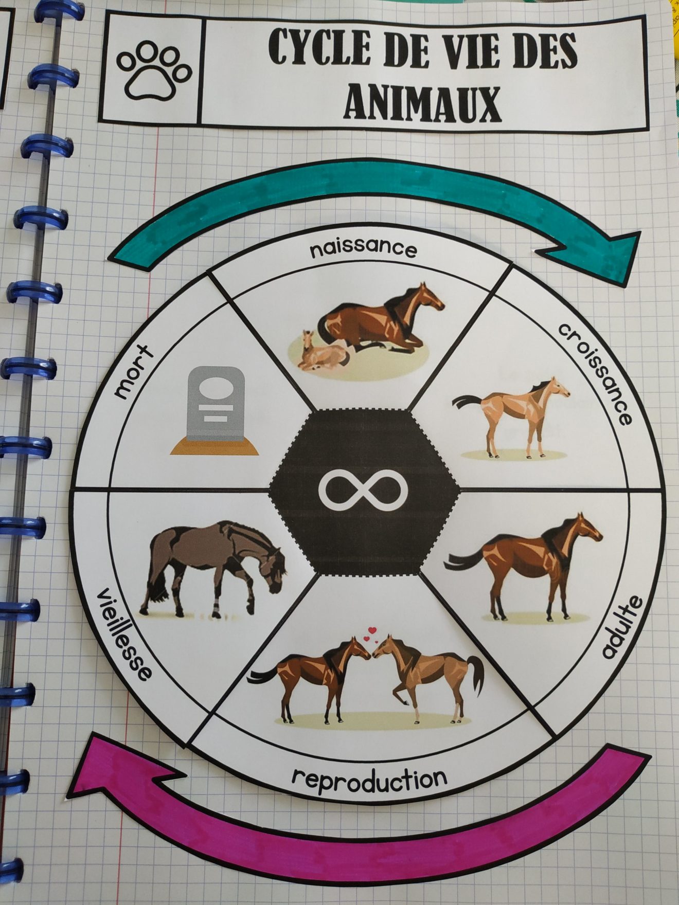 CP • QLM Sciences • Leçons à manipuler "Les animaux"