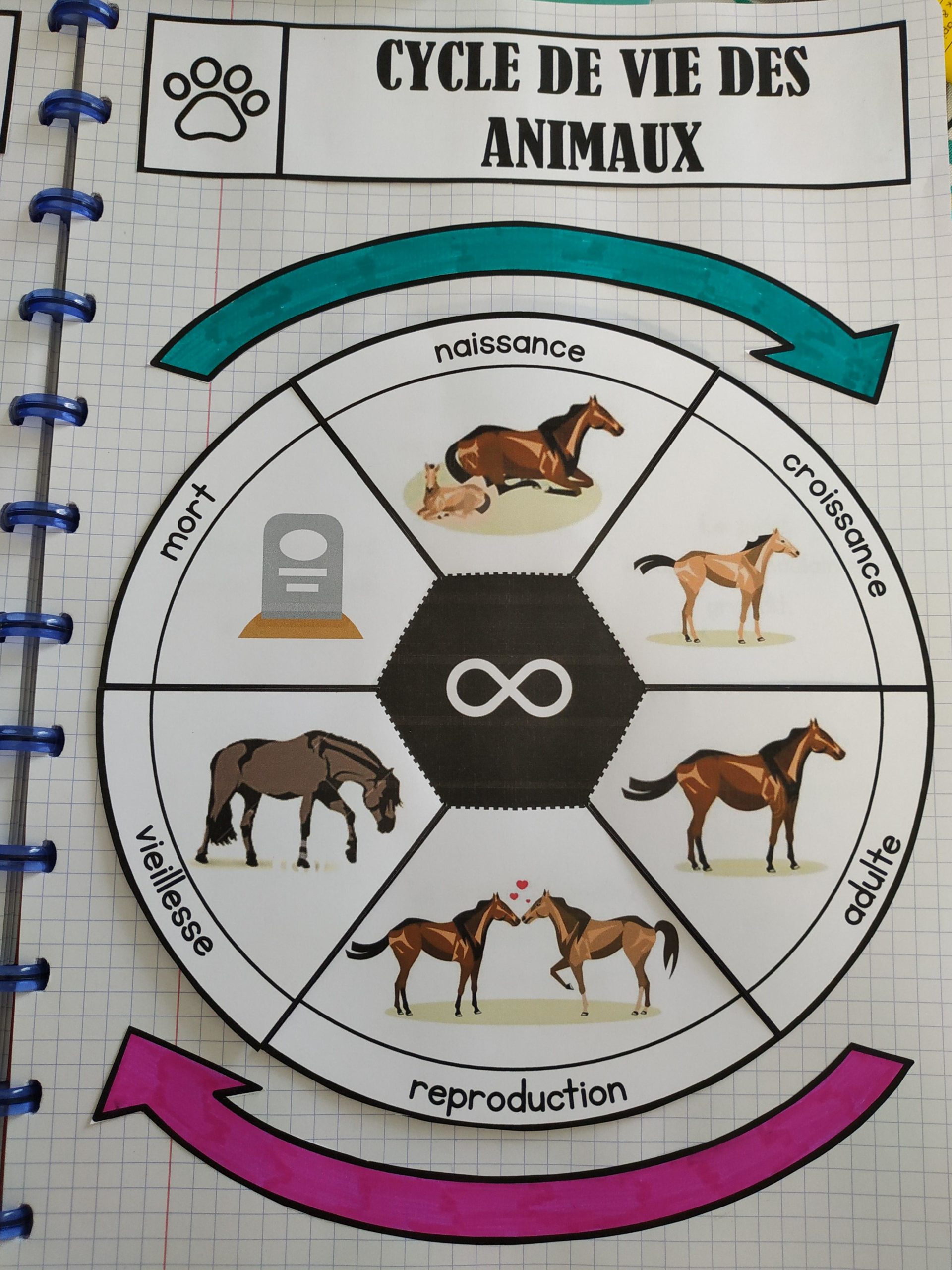 CP • QLM Sciences • Leçons à manipuler "Les animaux"